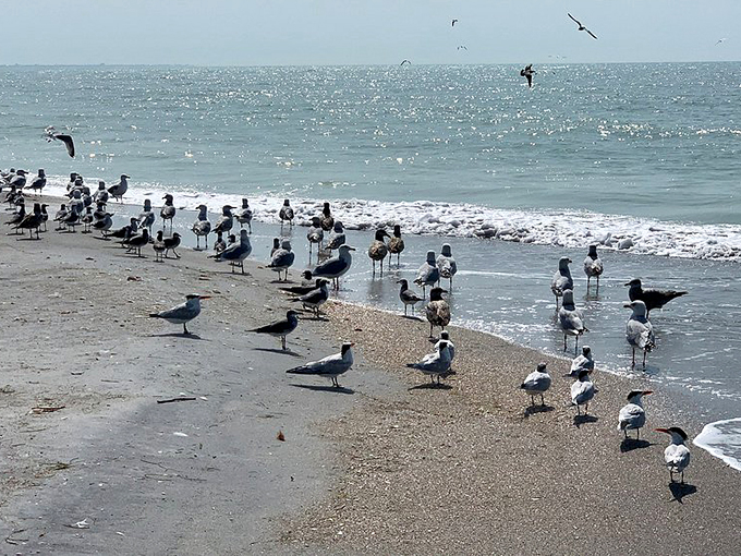 The island's original residents hold their morning meeting. These birds have better beachfront property than most Florida retirees.