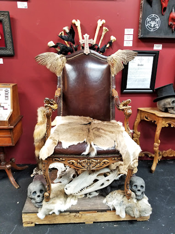 Vintage cabinetry houses treasures from the natural world&mdash;bird skeletons, butterflies, and beetles presented with the reverence of fine art.