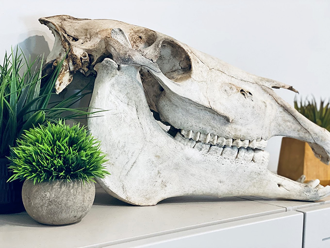 A horse skull rests beside potted greenery &ndash; the ultimate conversation piece for your next dinner party, guaranteed to prevent small talk.