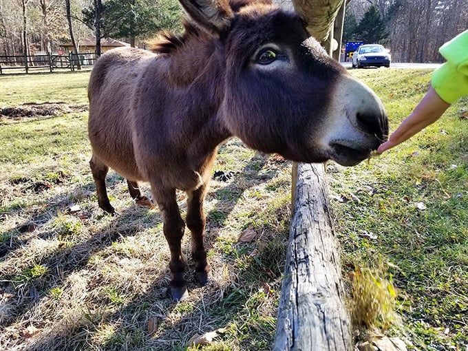This inquisitive donkey looks like he's ready to negotiate for treats or tell you the trail's best-kept secrets.