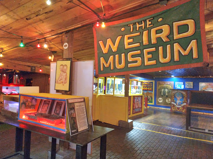 "The Weird Museum" sign hangs above displays of curiosities in a space that feels like your eccentric uncle's basement collection got a professional upgrade.