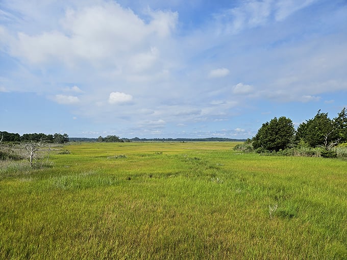 Coastal meadows stretch toward the horizon in a patchwork of textures, creating a landscape that would make even the most dedicated city-dweller consider a move to Delaware.