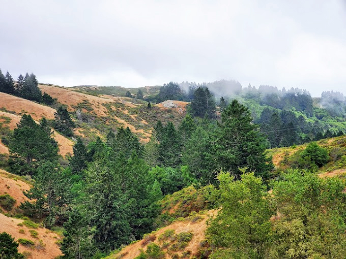 Coastal fog plays hide-and-seek among the hills, creating the misty conditions that have allowed these magnificent forests to thrive for millennia.