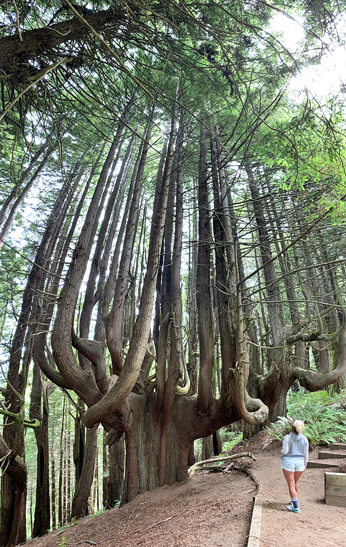 Nature's sculpture more impressive than anything in a museum. This tree has stood witness to centuries while we humans just try to remember passwords.