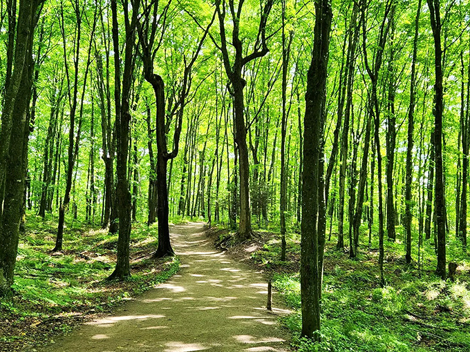 Stepping into these woods feels like entering the first chapter of an adventure novel. Narnia's got nothing on Michigan.