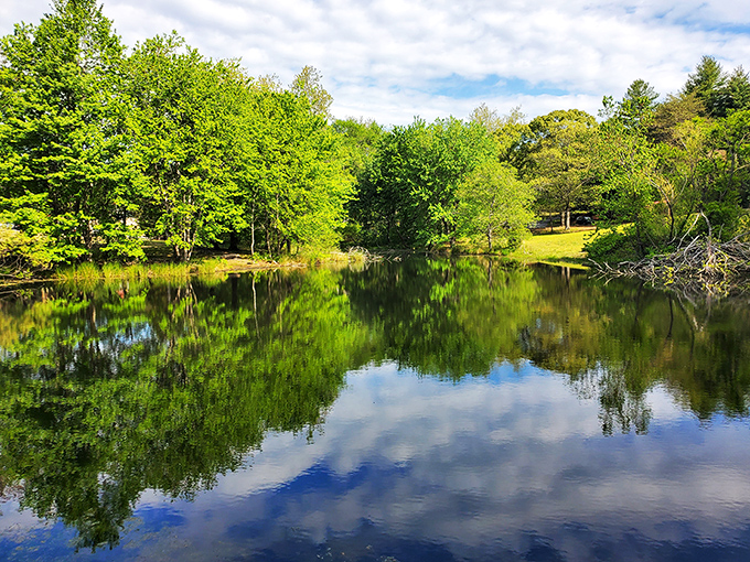 The park's tranquil pond mirrors the surrounding forest with such perfection, even Narcissus would say, "Now that's a good reflection!"
