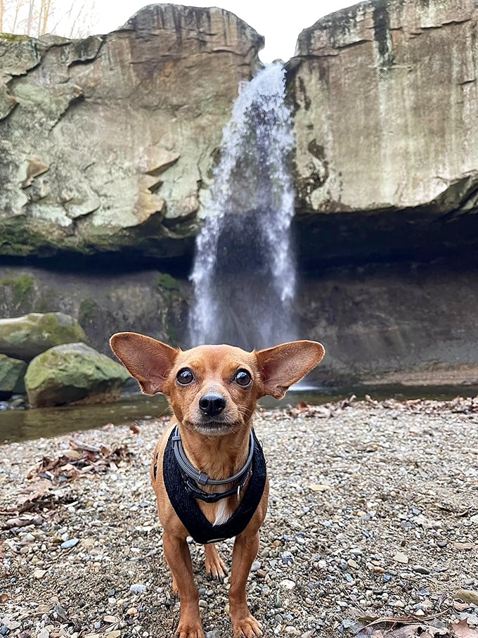 "I came, I saw, I conquered... by sitting adorably." Even four-legged visitors seem impressed by Indiana's tallest waterfall.