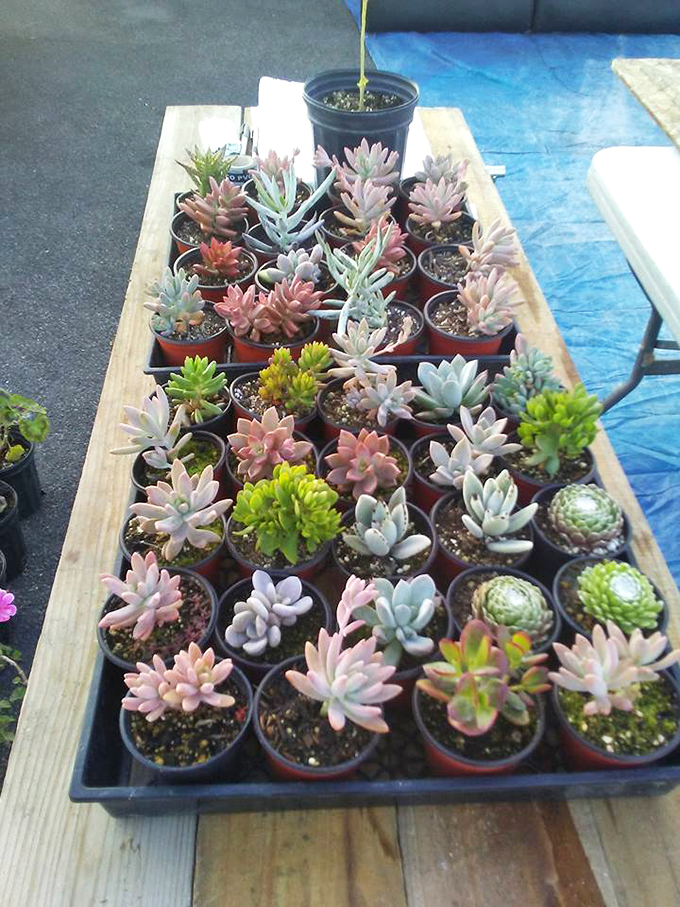 Succulent paradise for plant parents on a budget. These little desert jewels turn apartments into oases for less than a latte.