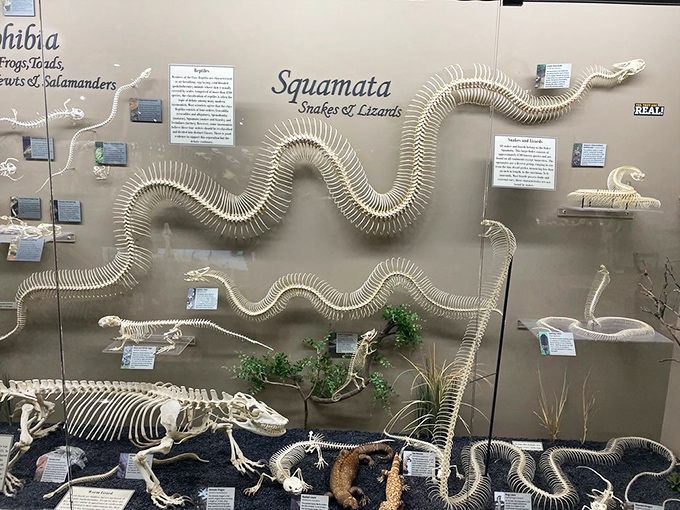 The snake skeleton display proves that simplicity can be spectacular. Hundreds of vertebrae creating nature's original conga line.