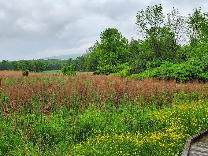 Yellow wildflowers and russet reeds create nature's perfect complementary color scheme&mdash;no interior decorator required!