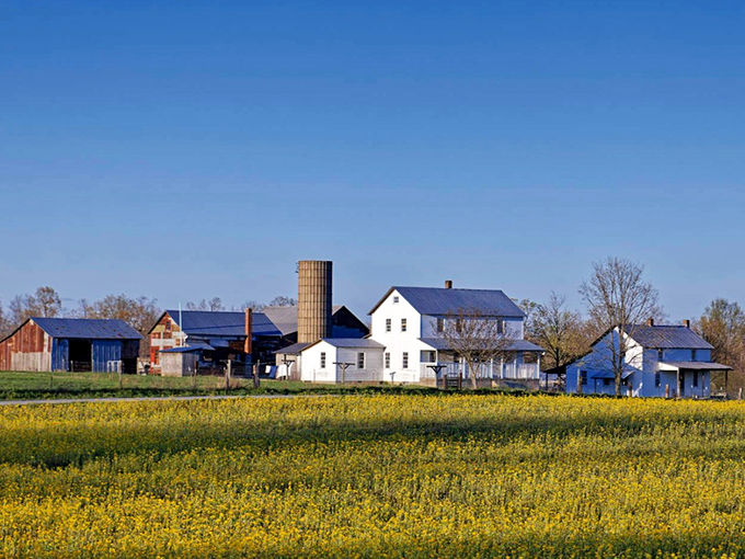 Fields of gold frame whitewashed farmhouses &ndash; a landscape that hasn't changed much since the Amish first arrived in the 1940s.