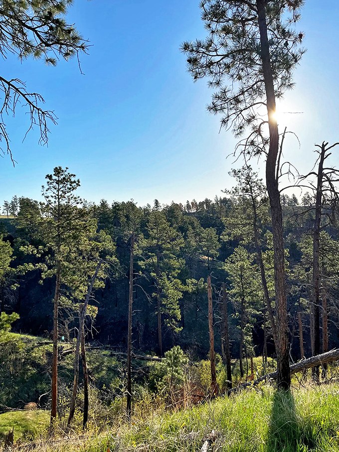 Sunlight plays hide-and-seek through ponderosa pines. The forest's dappled light show is better than any man-made special effect.