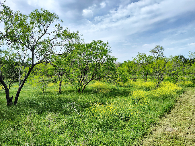 Spring wildflowers transform the meadows into nature's confetti celebration. Yellow blooms announce winter's end with all the subtlety of a Texas high school marching band.