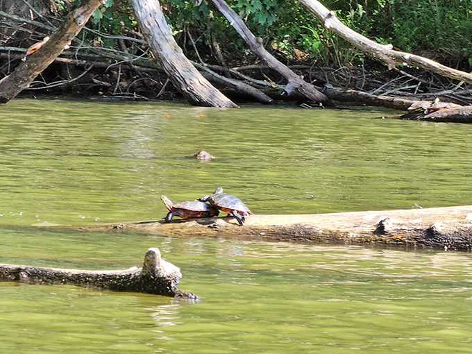 Turtle sunbathing society in session. These shelled residents have mastered the art of relaxation better than any stressed-out human visitor.