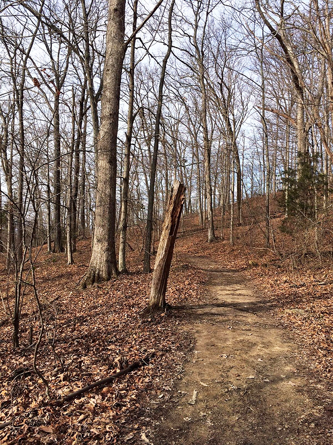 Berea's hiking trails in winter reveal the secret architecture of the forest &ndash; a minimalist masterpiece where every twig tells a story.