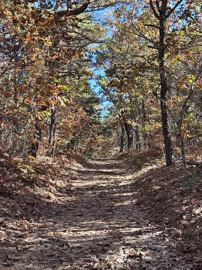 Autumn transforms the trail into a golden tunnel, where fallen leaves create nature's confetti celebration of the changing seasons.