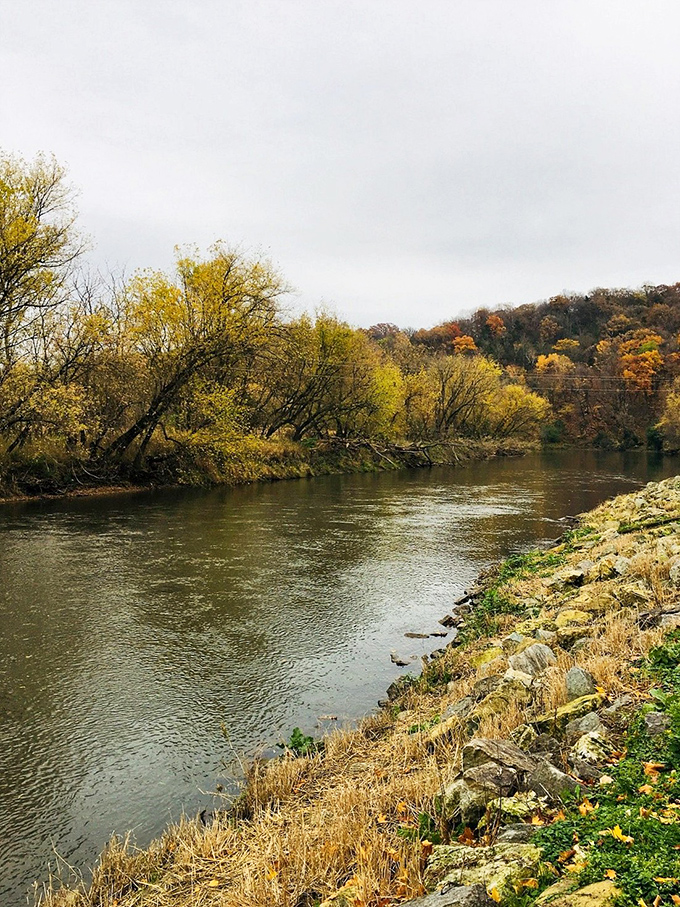 The Upper Iowa River in autumn offers a masterclass in color theory. Those yellows and golds aren't just leaves&mdash;they're nature's confetti.