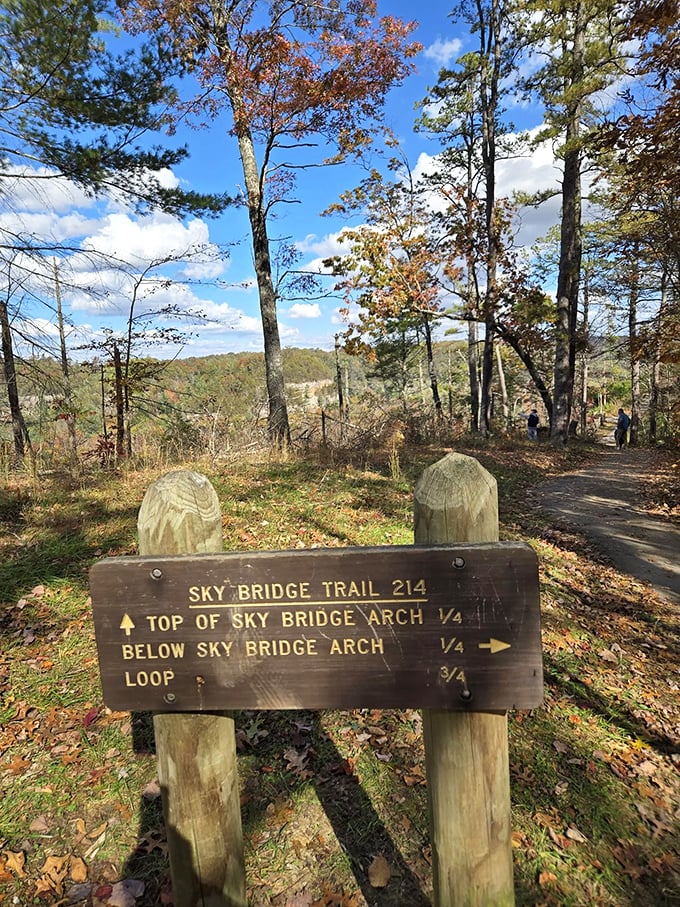 Nature's own GPS system &ndash; simple, effective, and powered by curiosity rather than satellites. The wooden sign points to wonders in every direction.
