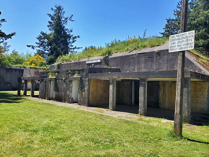 History with a roof garden. These concrete bunkers once housed massive artillery but now host curious visitors and surprisingly resilient vegetation.
