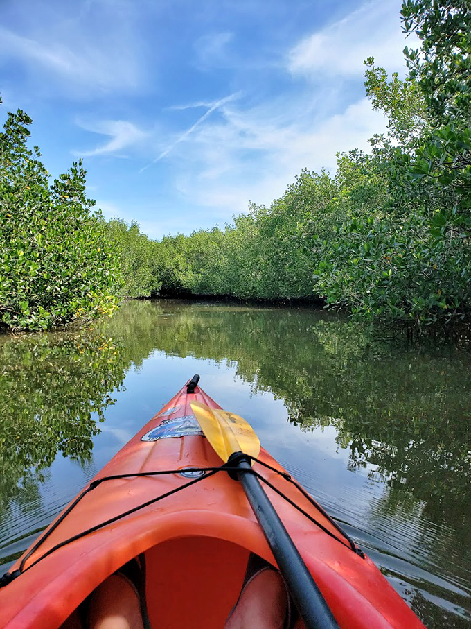 Kayaking through mangrove tunnels offers a peaceful perspective on Florida's natural beauty, just a short distance from Pinecraft's community hub.