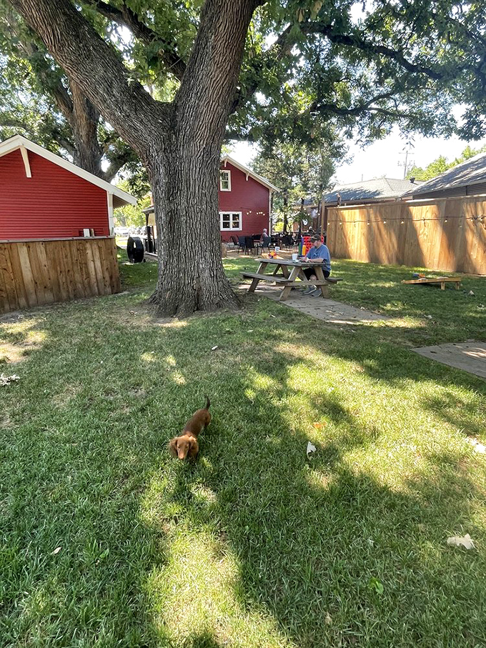The backyard seating area offers shade from a grand old tree and occasional visits from four-legged friends. Nature's dining room beats any 5-star view.