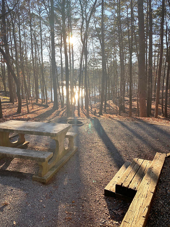 Sunset picnic spots where the golden hour transforms ordinary meals into dining experiences that expensive restaurants try desperately to replicate.