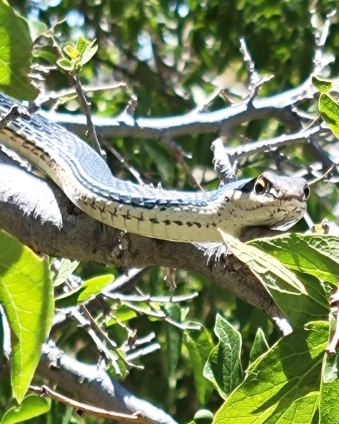 The Sonoran Whipsnake, master of the casual branch lounge. This elegant reptile reminds us who the original sunbathers of Arizona really were.