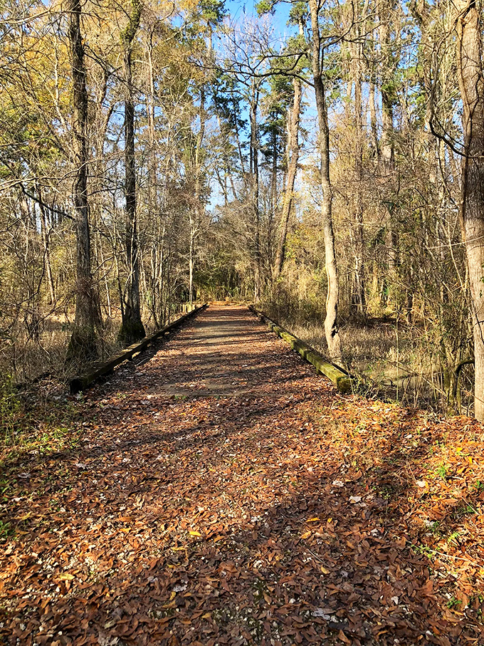 Autumn paints Tickfaw's forest floor with nature's confetti, creating a golden path that practically demands contemplative walking and thoughtful nodding.