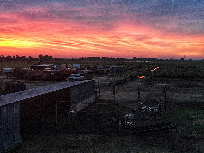 As the Kansas sun sets behind zebra enclosures, the sky puts on a show that rivals any exotic destination in the world.