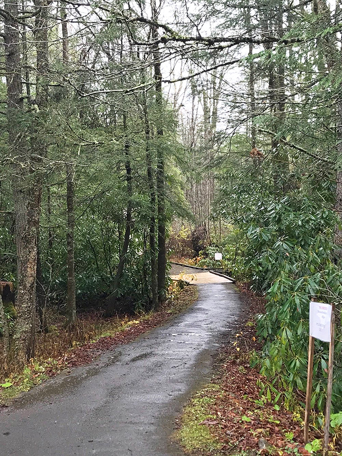 The path winds through a rhododendron tunnel, creating a natural archway that feels like entering a scene from a woodland fairy tale.