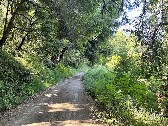 Sunlight plays hide-and-seek along this inviting trail. The perfect path for contemplative walks and spontaneous discoveries.