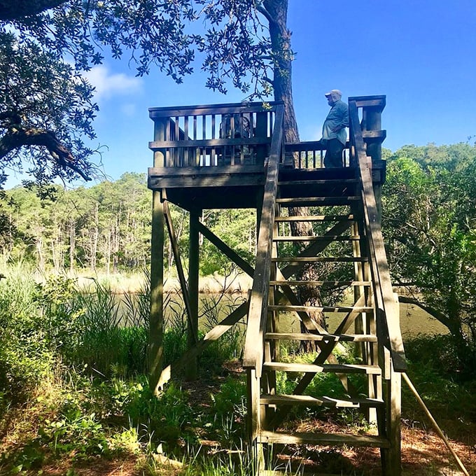 The observation tower: where bird-watching transforms from hobby to addiction. Binoculars not included but highly recommended.