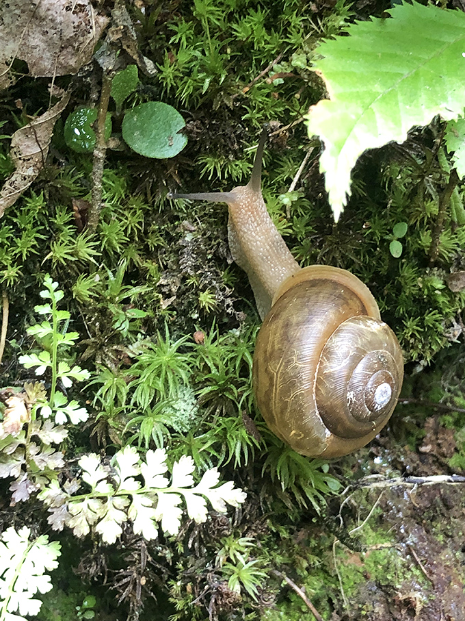 Amid a carpet of verdant moss, this determined gastropod reminds us that life in the Smokies operates at many speeds. Slow travel pioneer.