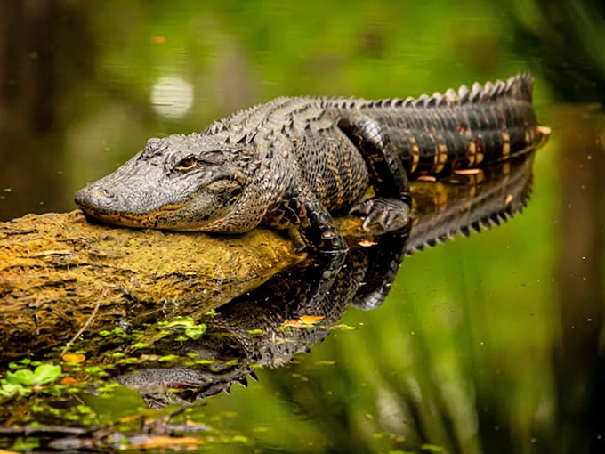 The original Florida resident lounges like royalty, perfecting a sunbathing technique that's been 65 million years in the making.