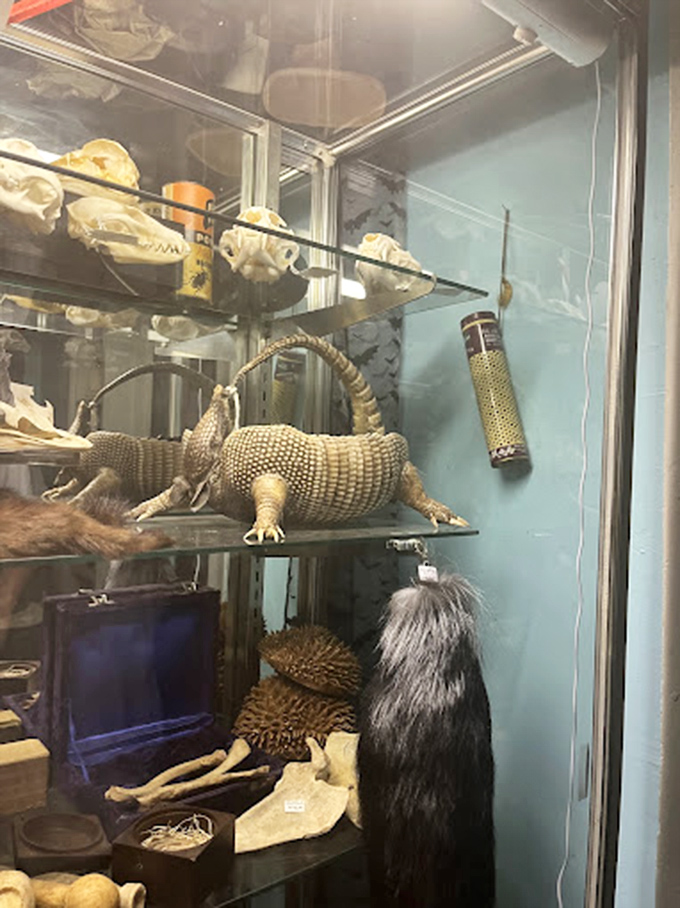 The storefront window display sets the tone perfectly: "Delaware's first and only gallery dedicated to the peculiar and bizarre." Truth in advertising!