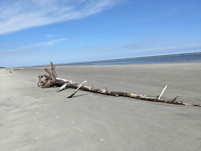 Nature's driftwood installation art&mdash;weathered by salt and sun&mdash;creates a landmark more impressive than any man-made monument.