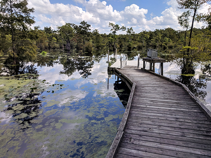 The curved boardwalk beckons adventurers deeper into the swamp, promising discoveries that no smartphone notification could ever match.