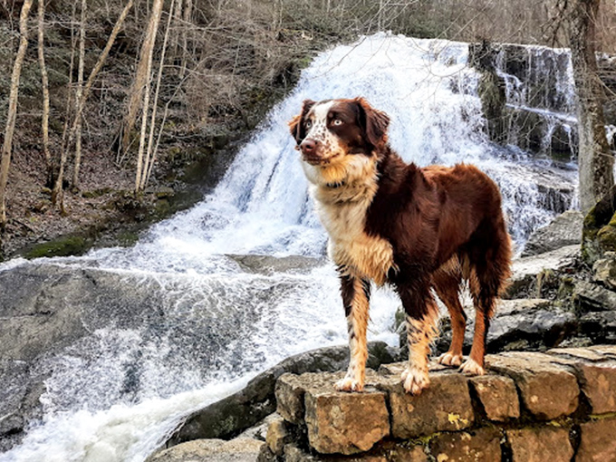 The best hiking companion asks for nothing but the chance to explore alongside you. This pup has found the perfect observation post.
