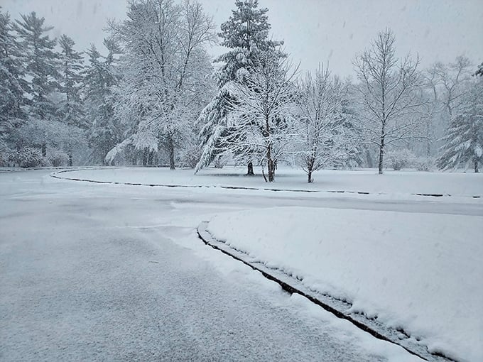 Winter blankets White Pines in pristine white, transforming familiar paths into unexplored territory. Silent beauty speaks volumes in the snow.