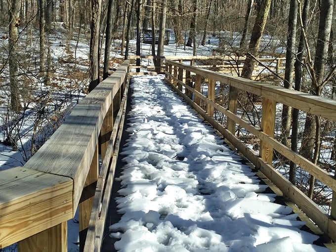Winter transforms the wooden walkway into a snow-dusted passage through a dormant forest waiting to awaken with spring.