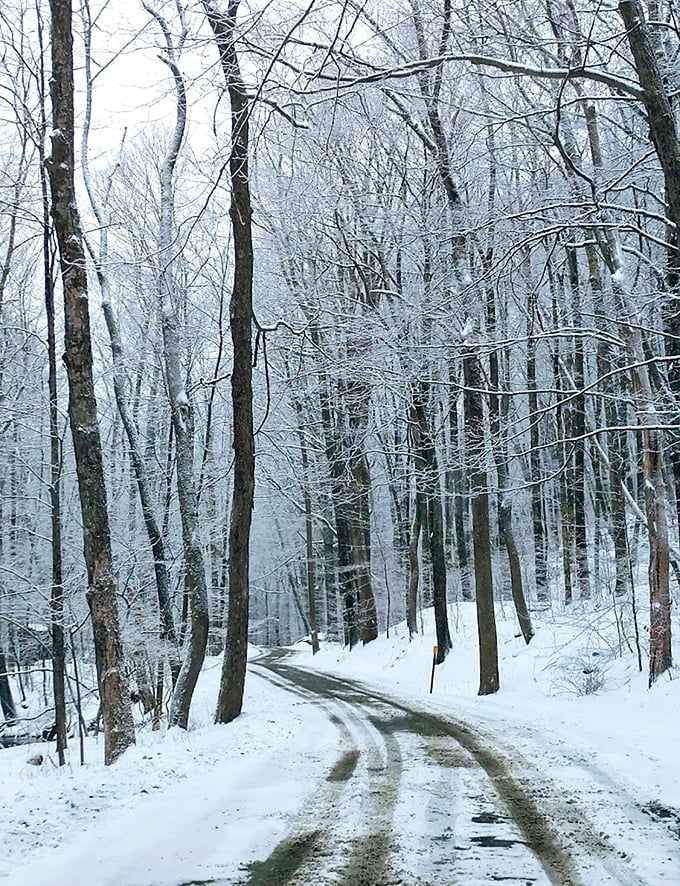 Winter transforms familiar paths into magical passages. Snow doesn't shut down the forest—it just changes the dress code.
