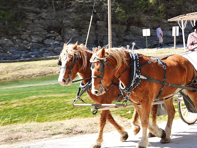 Even the horses seem to know they're in a special place. "Just another day at the office," they neigh sarcastically.