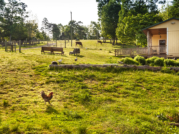 Morning in paradise: where chickens freely roam, cows graze contentedly, and your biggest decision is which rocking chair has the best view.