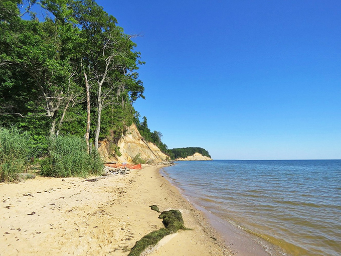 Where forest meets bay in a golden embrace&mdash;this shoreline has been perfecting its beauty routine for millions of years.