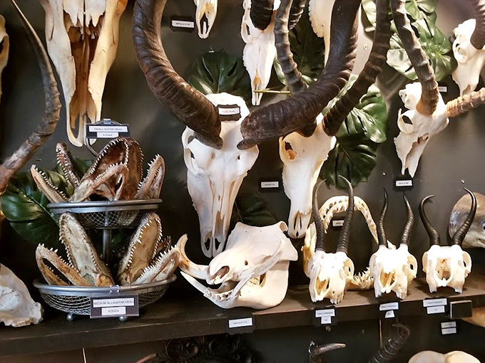 Nature's architecture displayed with scientific precision &ndash; each jaw, horn, and skull labeled for the curious mind seeking knowledge beyond the macabre.
