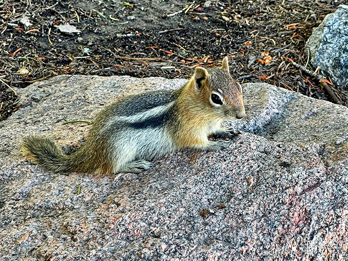 The unofficial welcoming committee of mountain trails everywhere. This tiny fur ball operates on a simple business model: your granola for its cuteness.