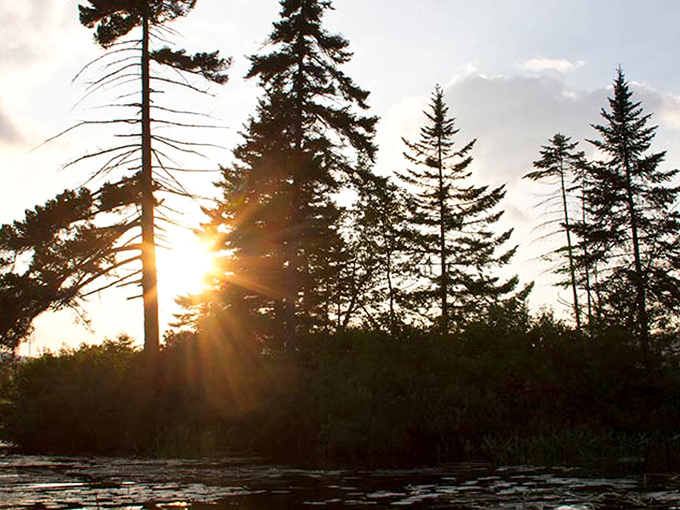 Golden hour magic as sunlight filters through towering pines. The kind of moment that makes you forget deadlines, emails, and civilization itself.