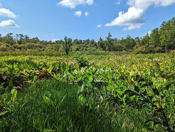 A sea of green stretches to the horizon, proving that Florida's most spectacular vistas aren't always found at the beach.