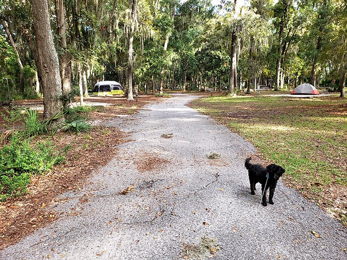 Trails wind through maritime forest and alongside marshy edges, offering glimpses of wildlife and occasional encounters with fellow humans walking their dogs.