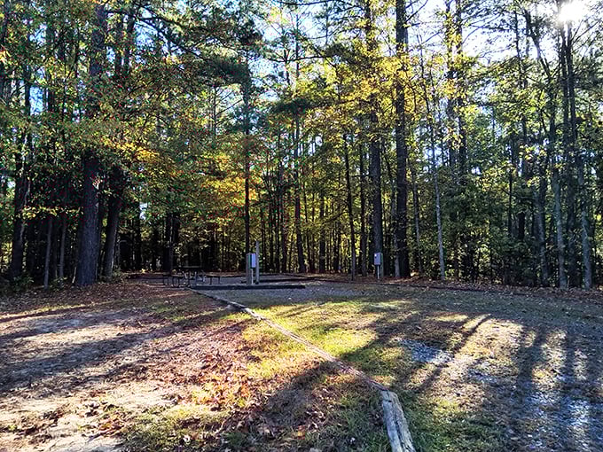 Sun-dappled clearings and cathedral-like pines create natural rooms better designed than anything on HGTV's forest edition.